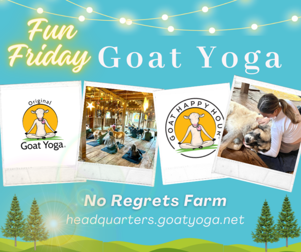 Fun Friday Goat Yoga™ | Original Goat Yoga™ & Goat Happy Hour - Monroe, OR