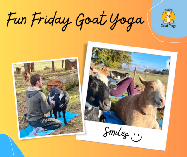 TGIF Goat Yoga Experience | Original Goat Yoga™ & Goat Happy Hour ...